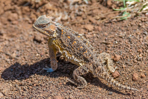 Lizards and Other Critters of El Rio Preserve (June) | Santa Cruz River ...